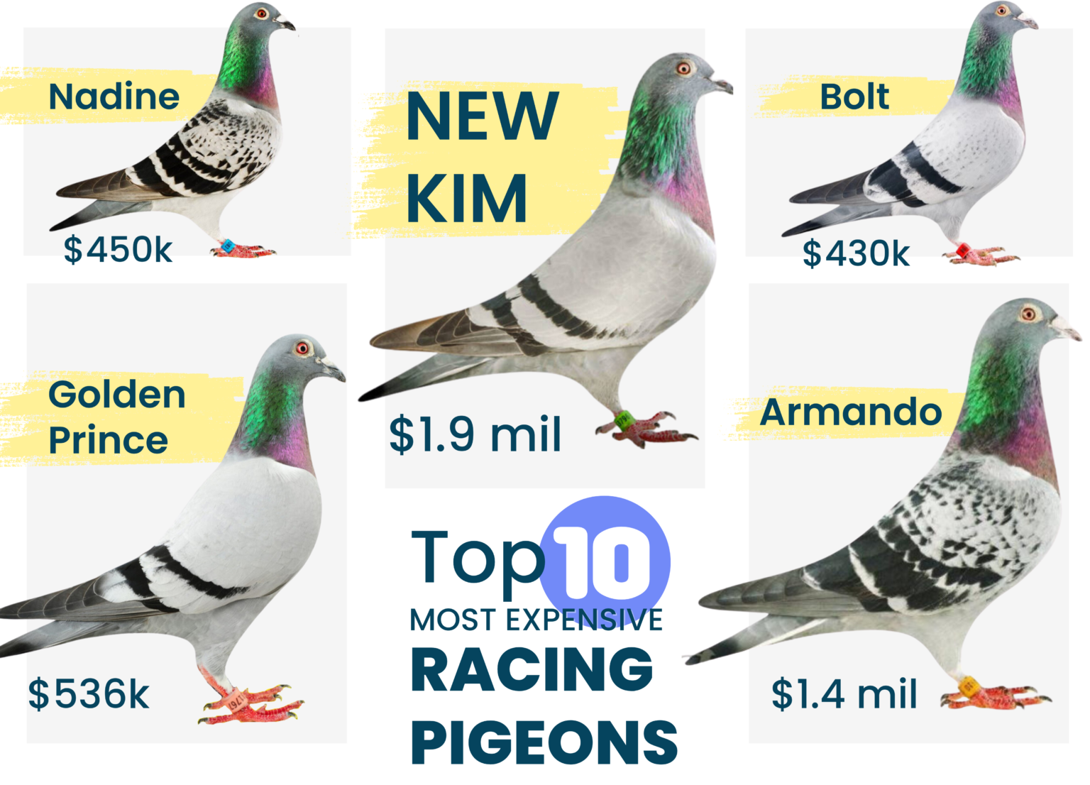 30 Popular Pigeon Breeds List for Farming and Breeding | PigeonFarming.com